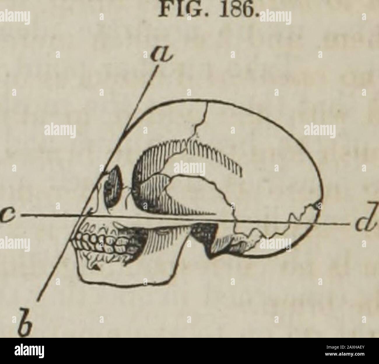 Human physiology : designed for colleges and the higher classes in ...