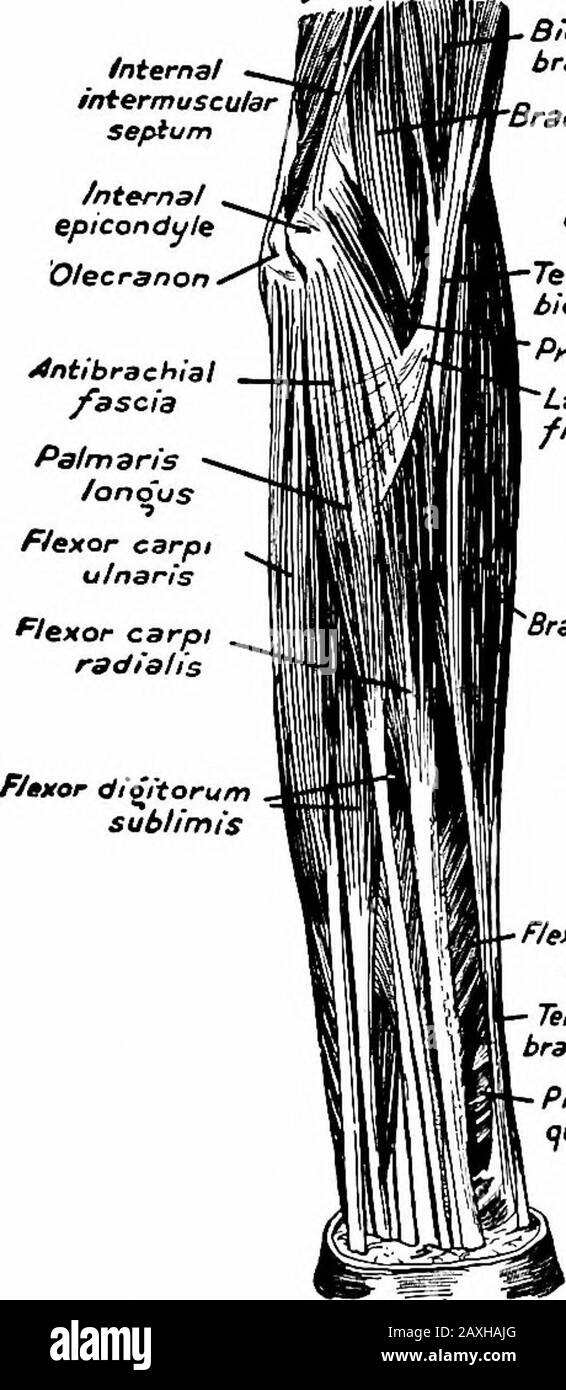 A manual of anatomy . l surface of the coronoid process of the ulna ...