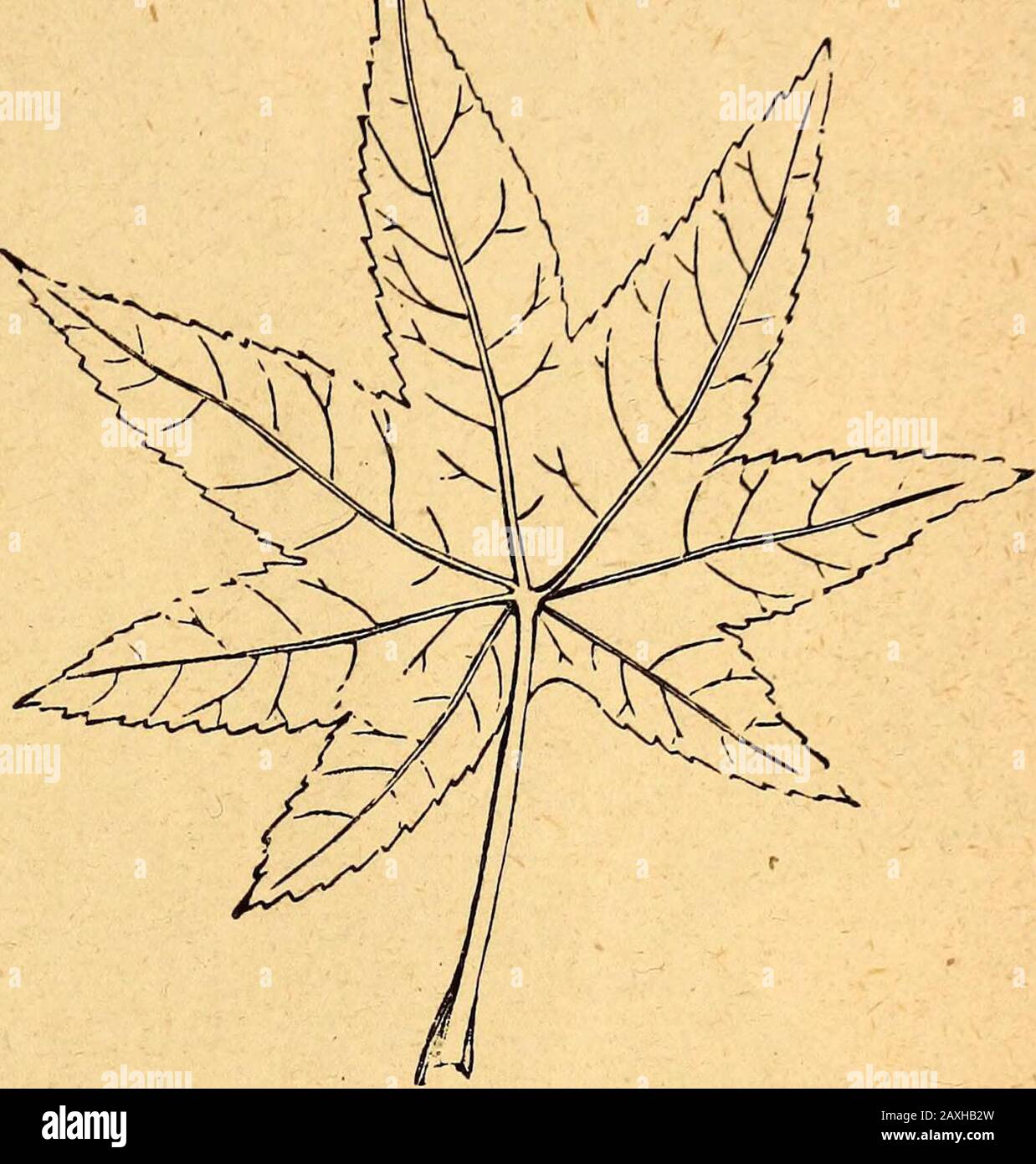 Ternate leaf hi-res stock photography and images - Alamy