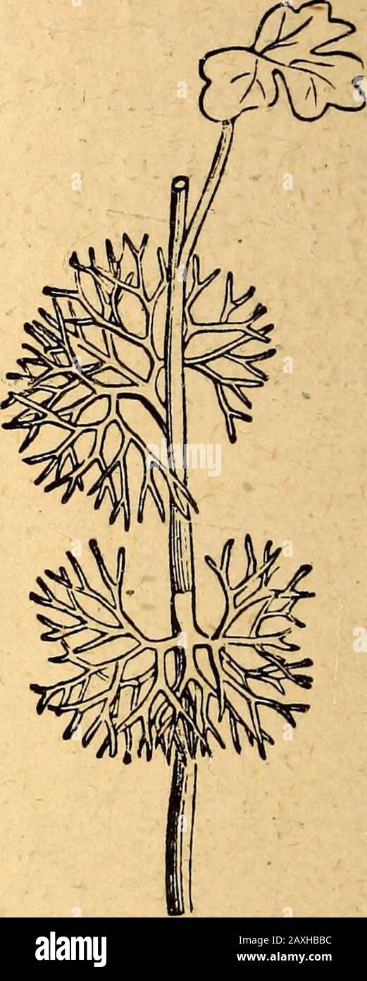Text-book of structural and physiological botany . Fig. 175. —Runclnate ...