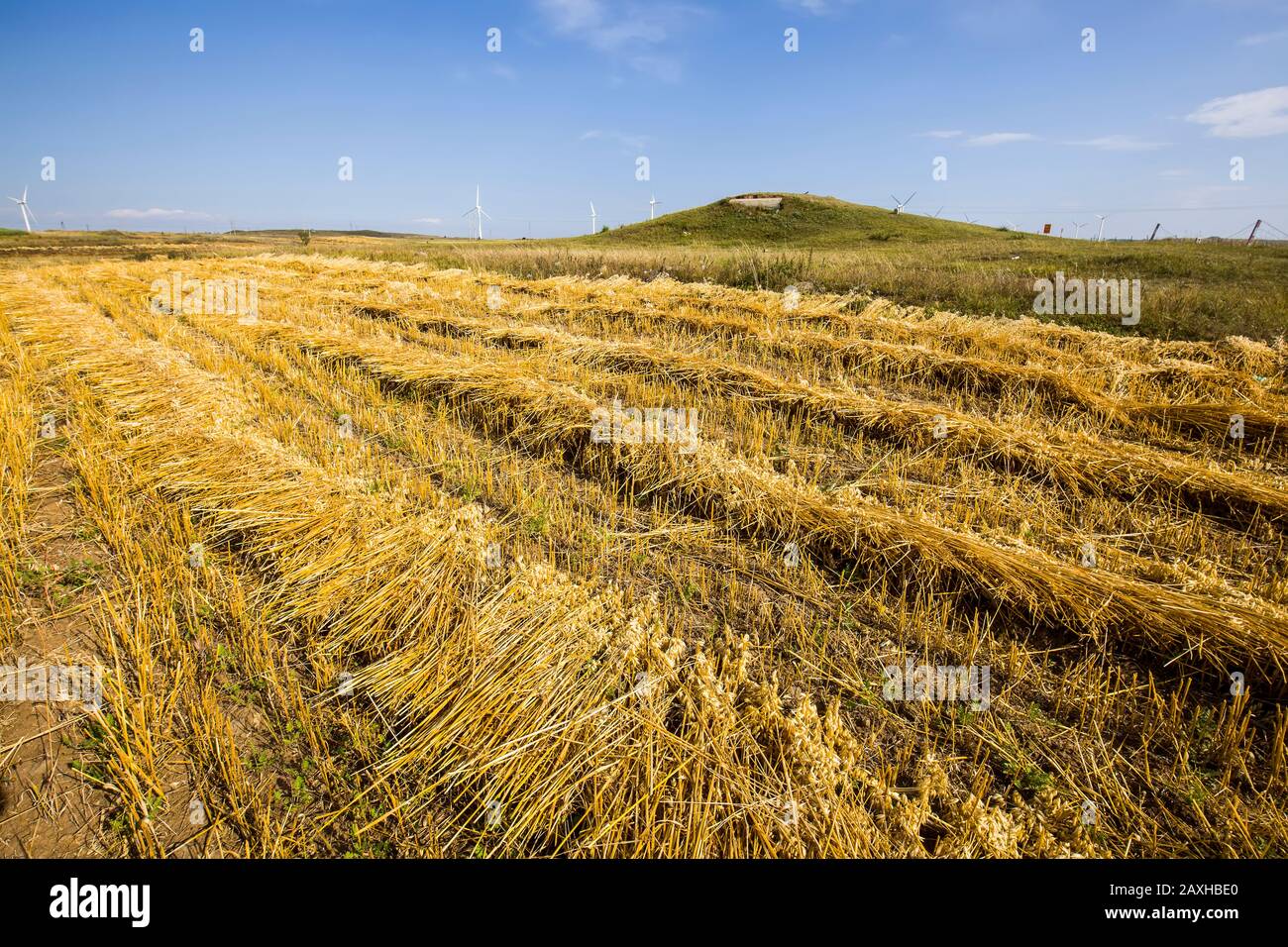 The terraced fields in autumn Stock Photo - Alamy