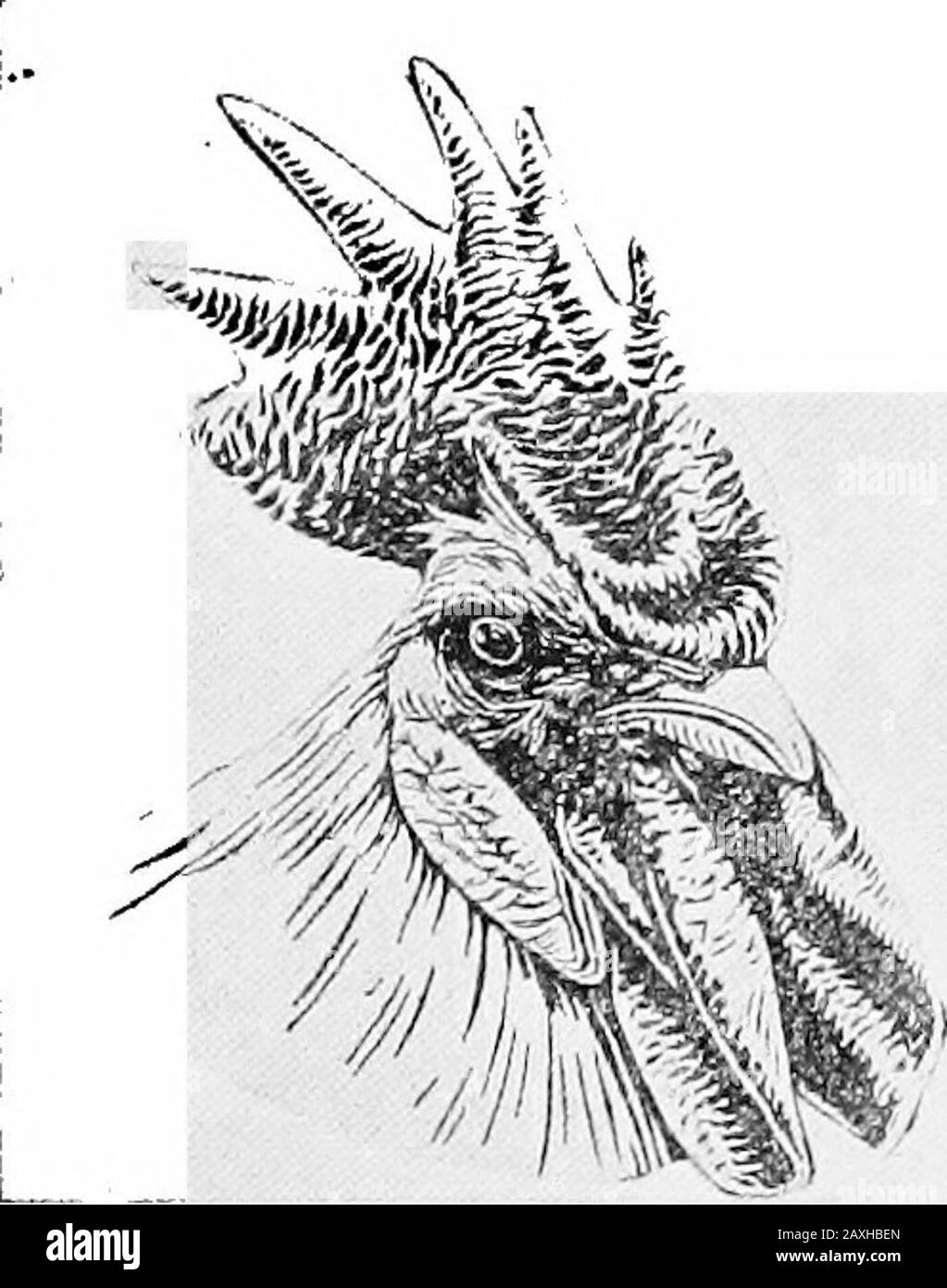 Comb joint Black and White Stock Photos & Images - Alamy