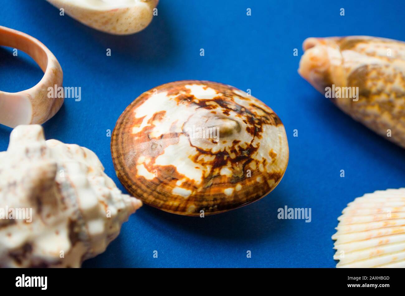 Classic shell hi-res stock photography and images - Alamy
