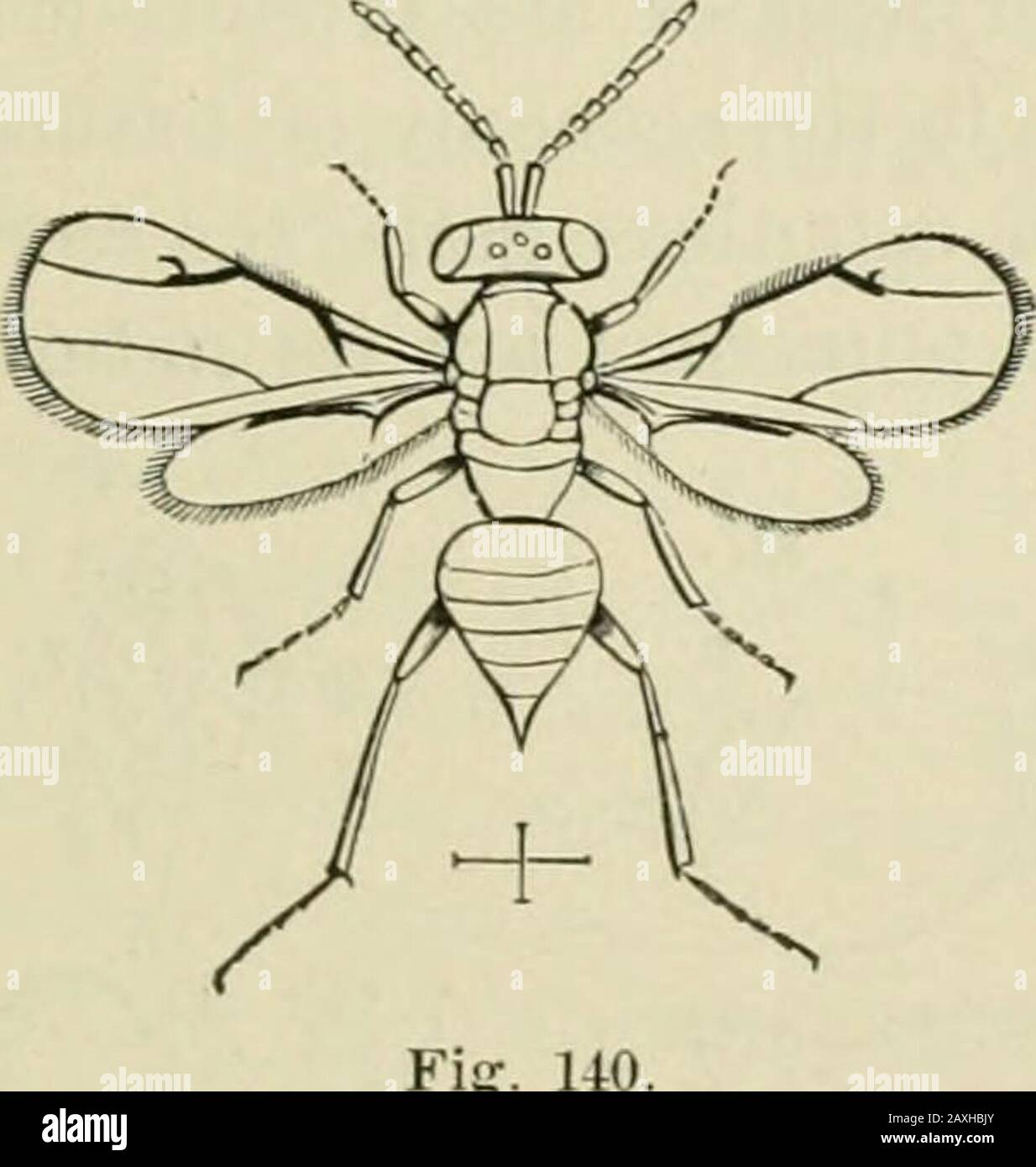 Bolus head hi-res stock photography and images - Alamy
