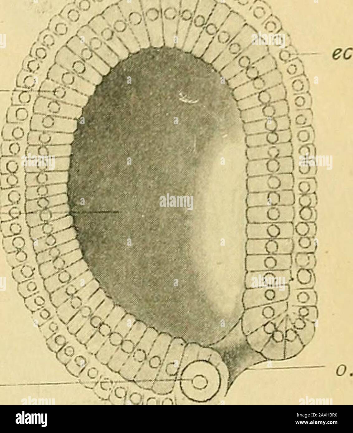The practice of obstetrics, designed for the use of students and ...