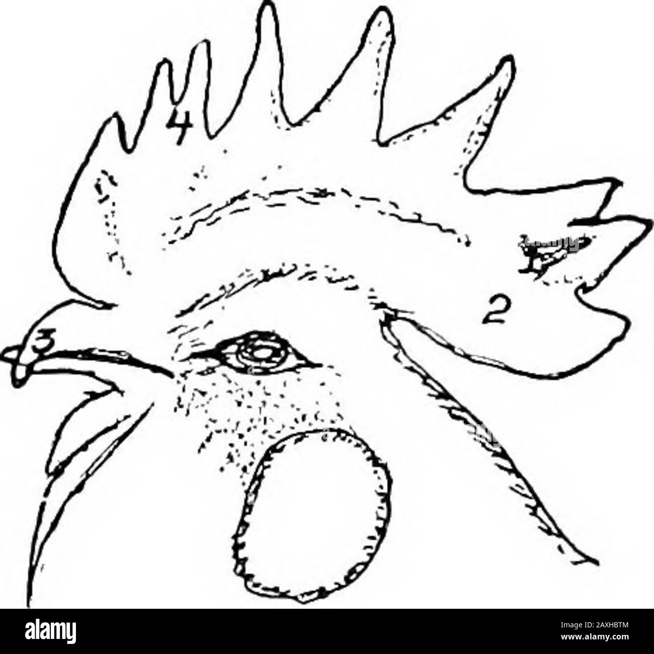 Poultry culture sanitation and hygiene . ets. Poultry. Domestic fowls ...