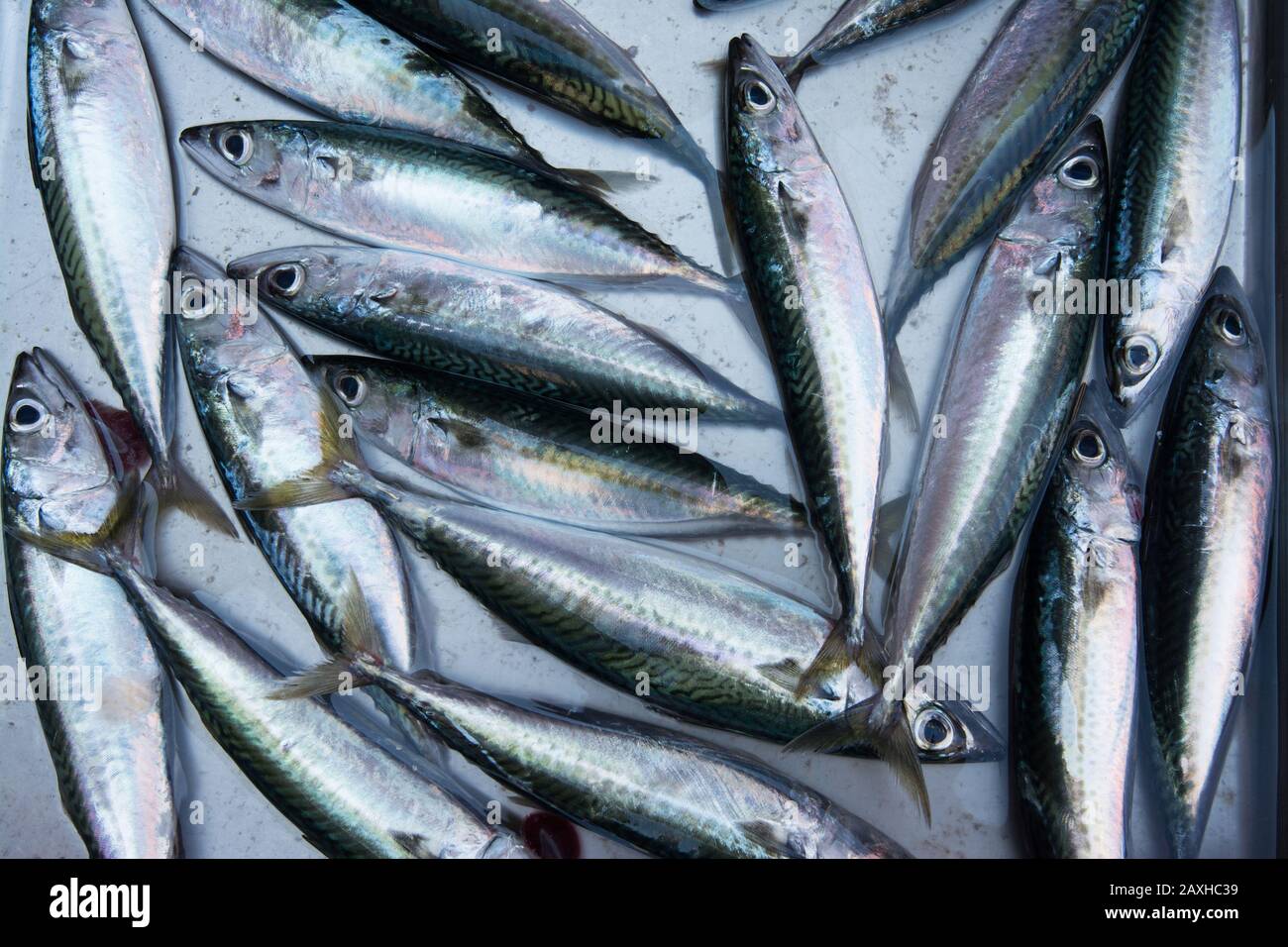 Mediterranean sea fish hi-res stock photography and images - Alamy