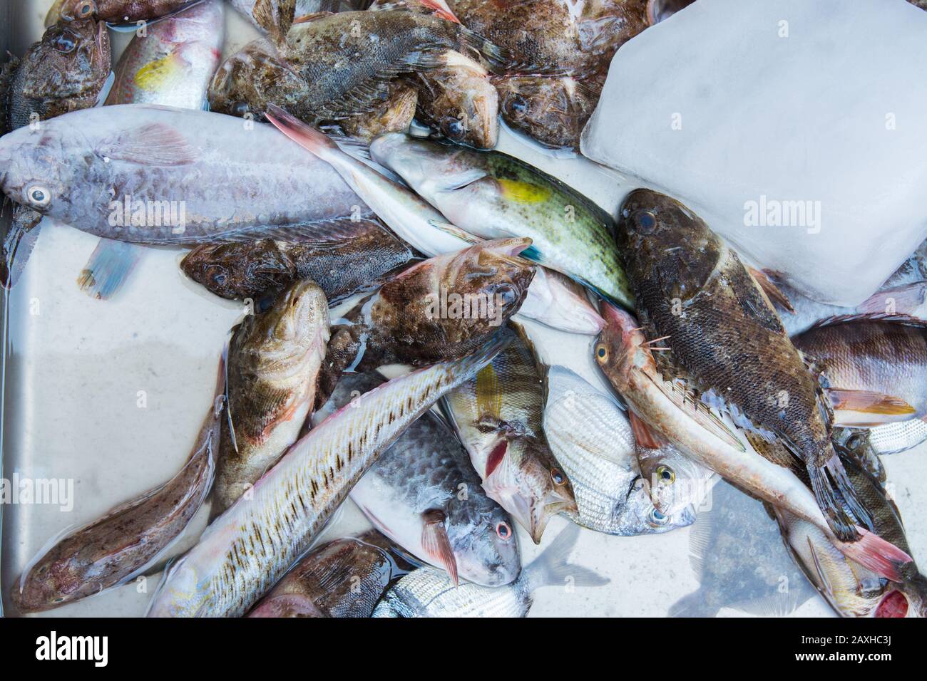 Catania, Sicily, Italy. Typical mediterranean sea fish sold in Sicilian ...