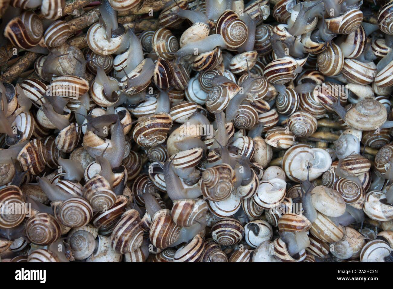 Catania, Sicily, Italy. Typical snails sold in Sicilian markets Stock ...