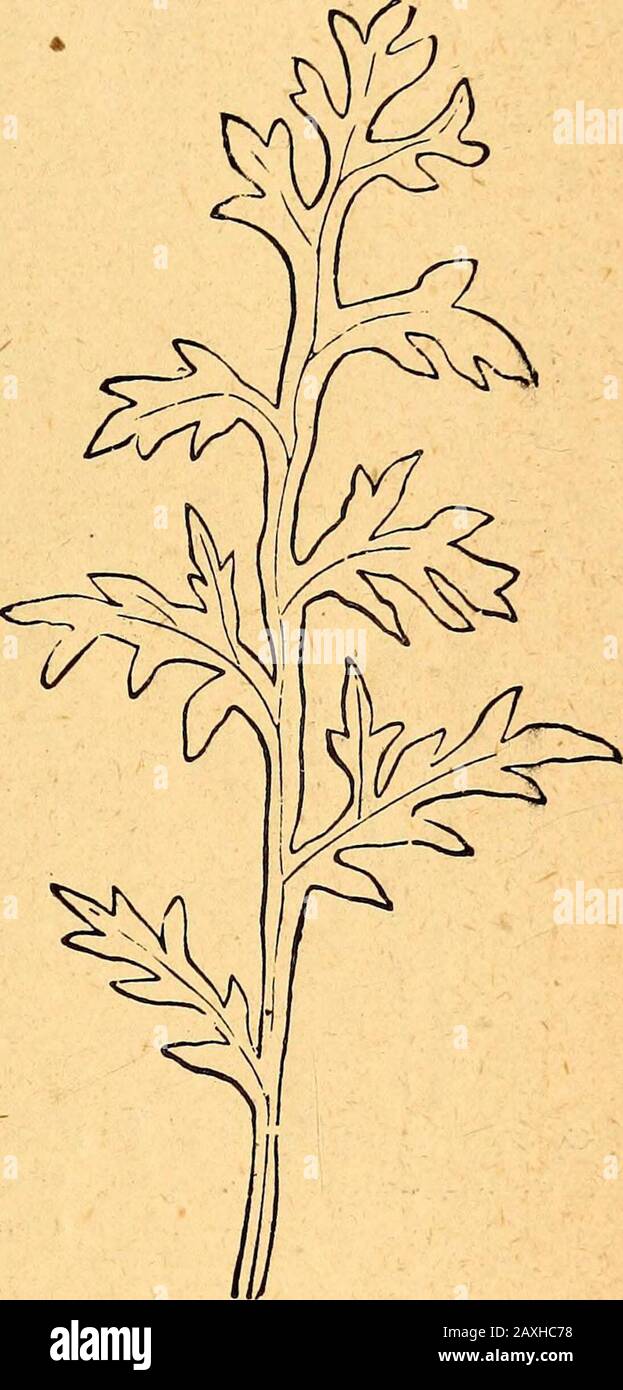 Pinnatifid lobe hi-res stock photography and images - Alamy