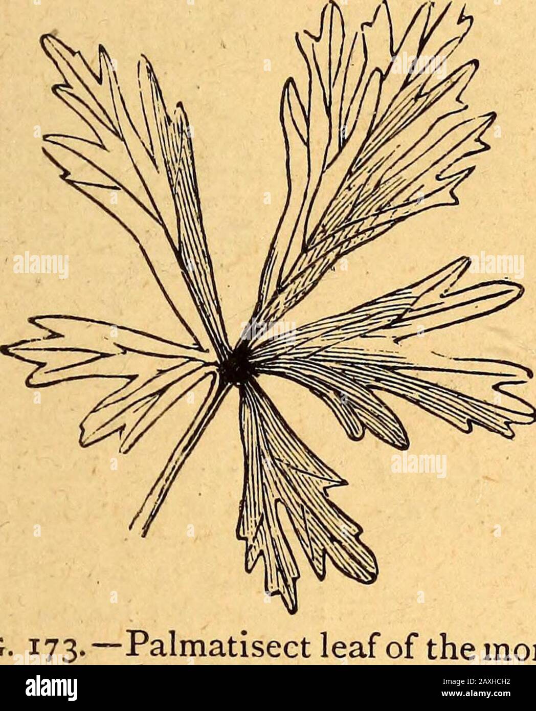 Wavy edges leaf hi-res stock photography and images - Alamy