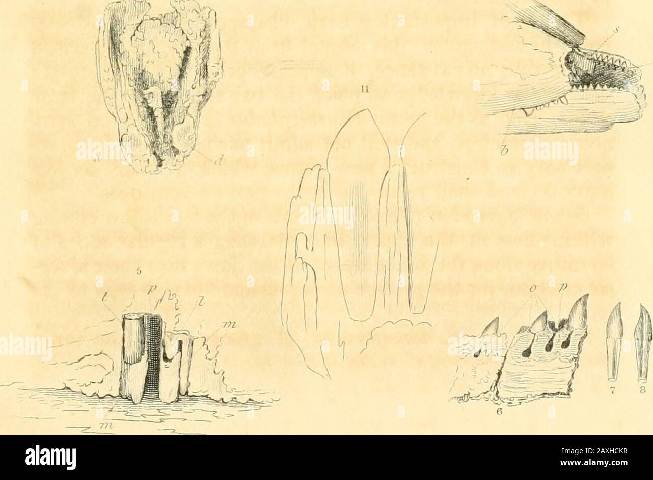 Saurodon leanus hi-res stock photography and images - Alamy