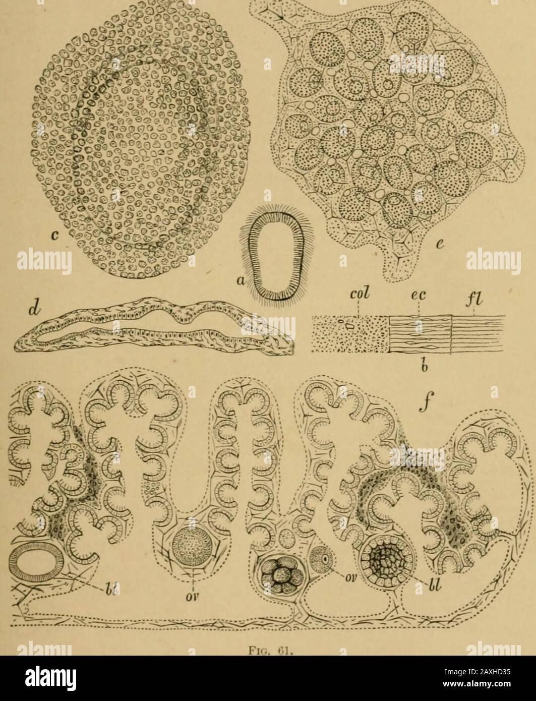 The porifera and coelentera . the anterior pole, and the gastral cells ...