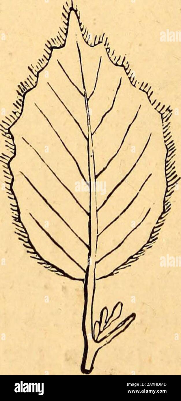 Text-book of structural and physiological botany Stock Photo - Alamy