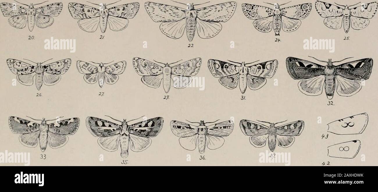 Bookidnightmothsof hi-res stock photography and images - Alamy