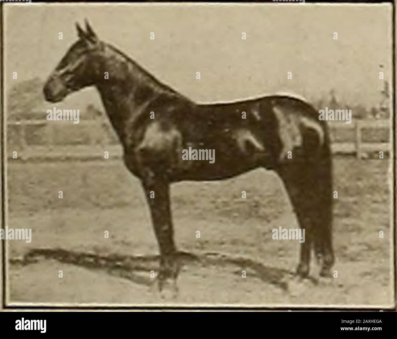 Ted hayes hi-res stock photography and images - Alamy