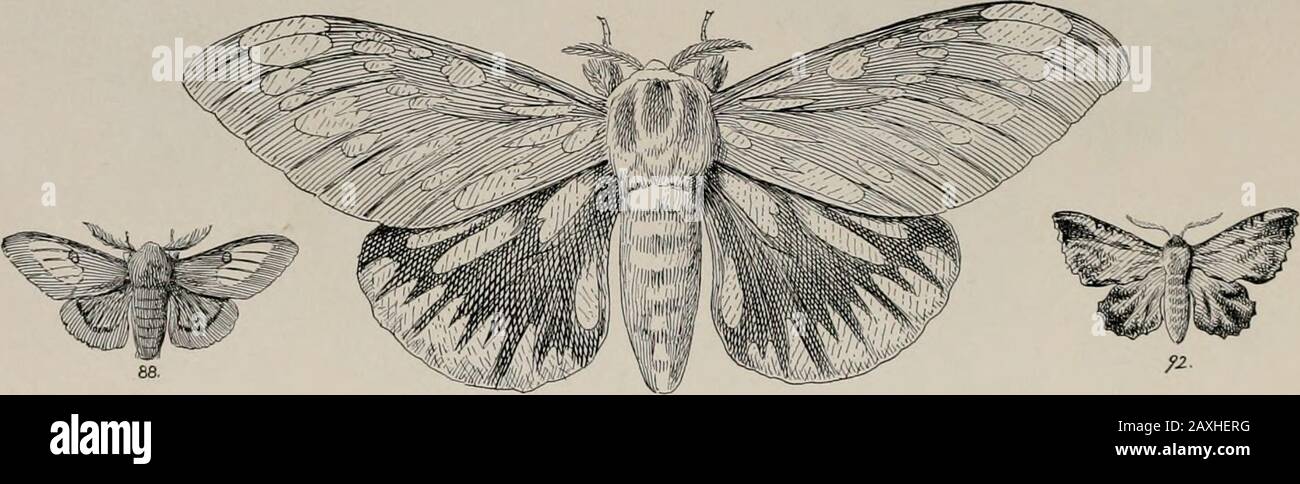 The night moths of New England, how to determine them readily . 85. V ...