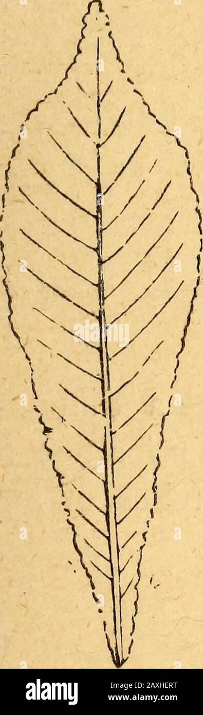 Text-book of structural and physiological botany . Fig. 161.—Hastate ...