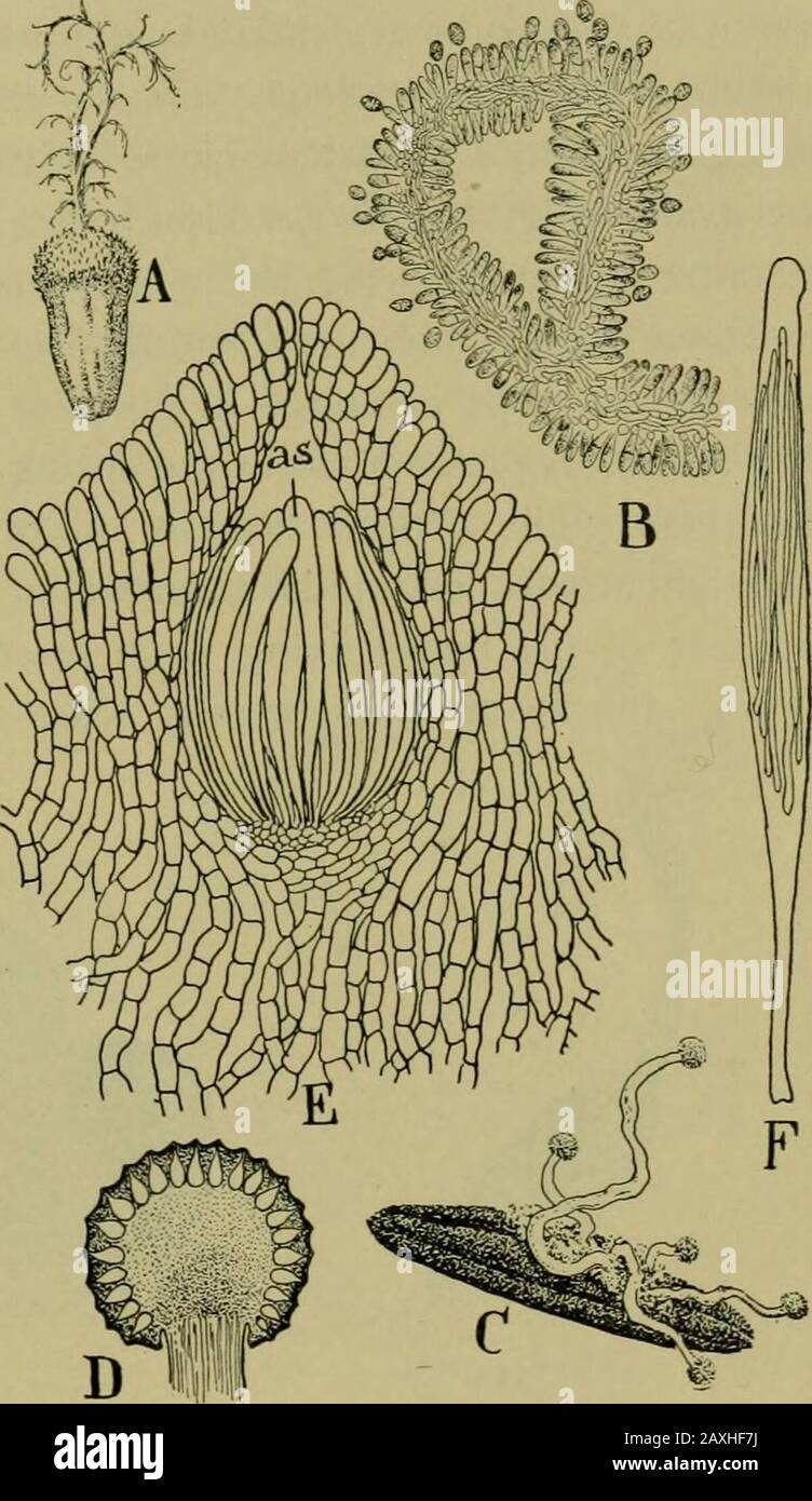 Nature and development of plants . Fig. 153. Fig. 154. Fig. 153. Head ...