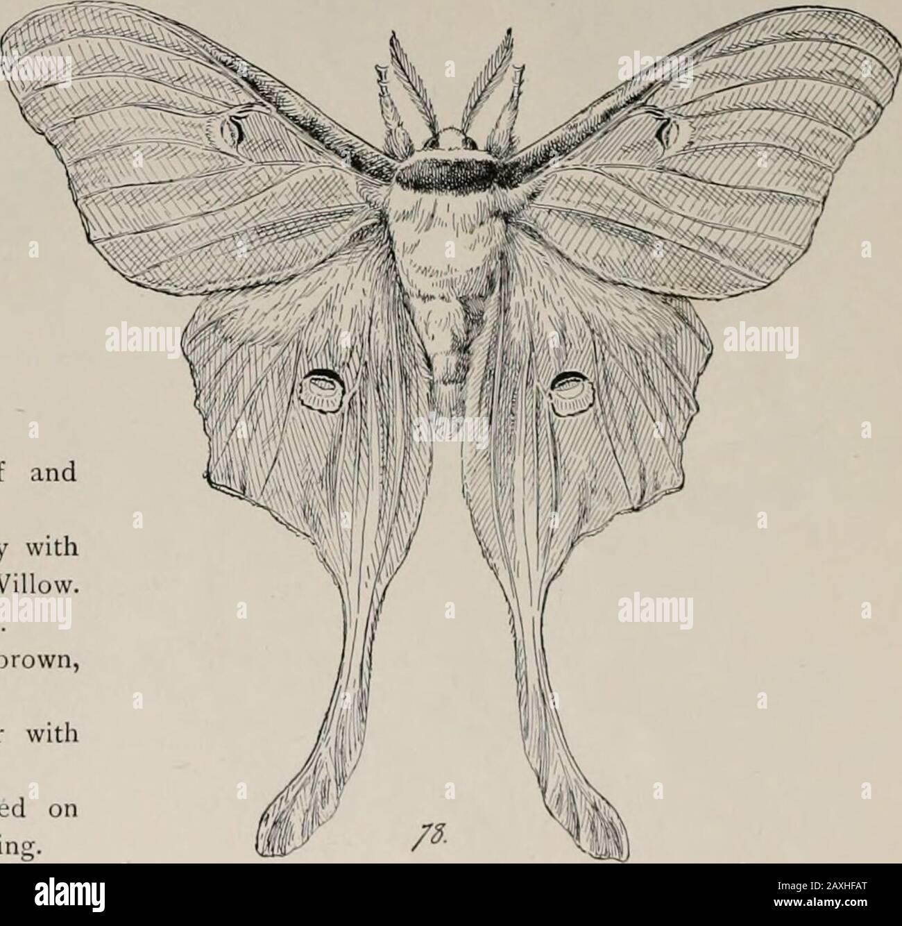 The night moths of New England, how to determine them readily . , in ...