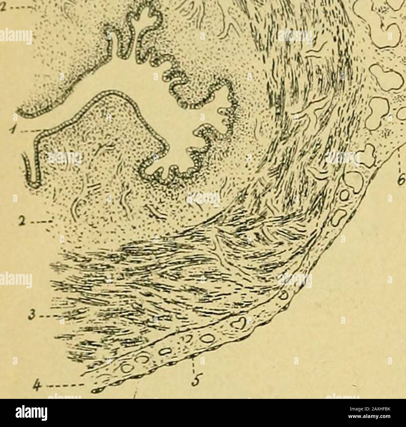 The practice of obstetrics, designed for the use of students and ...