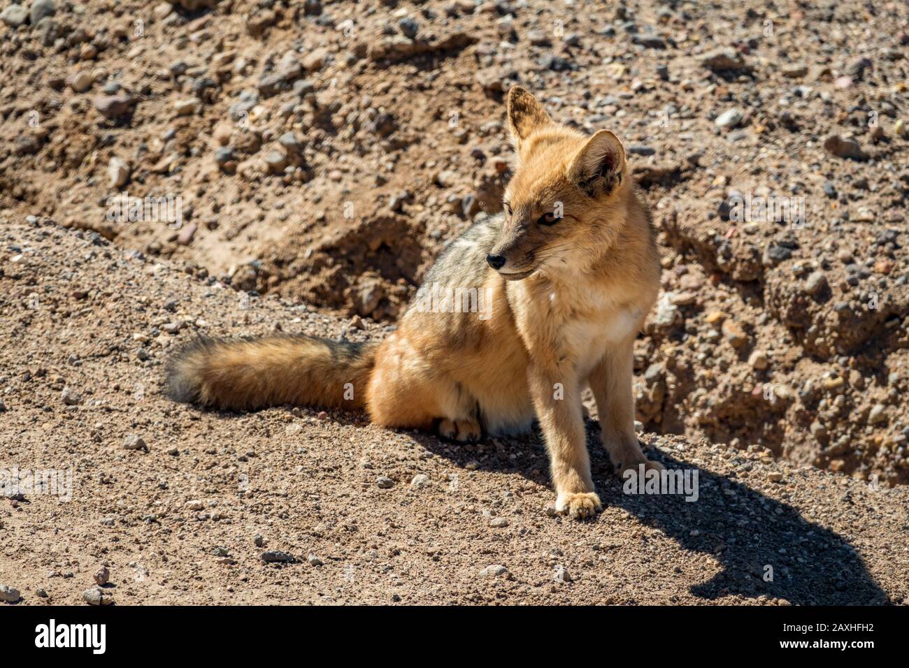 Top view of little fox in Atacama desert, Chile Stock Photo - Alamy