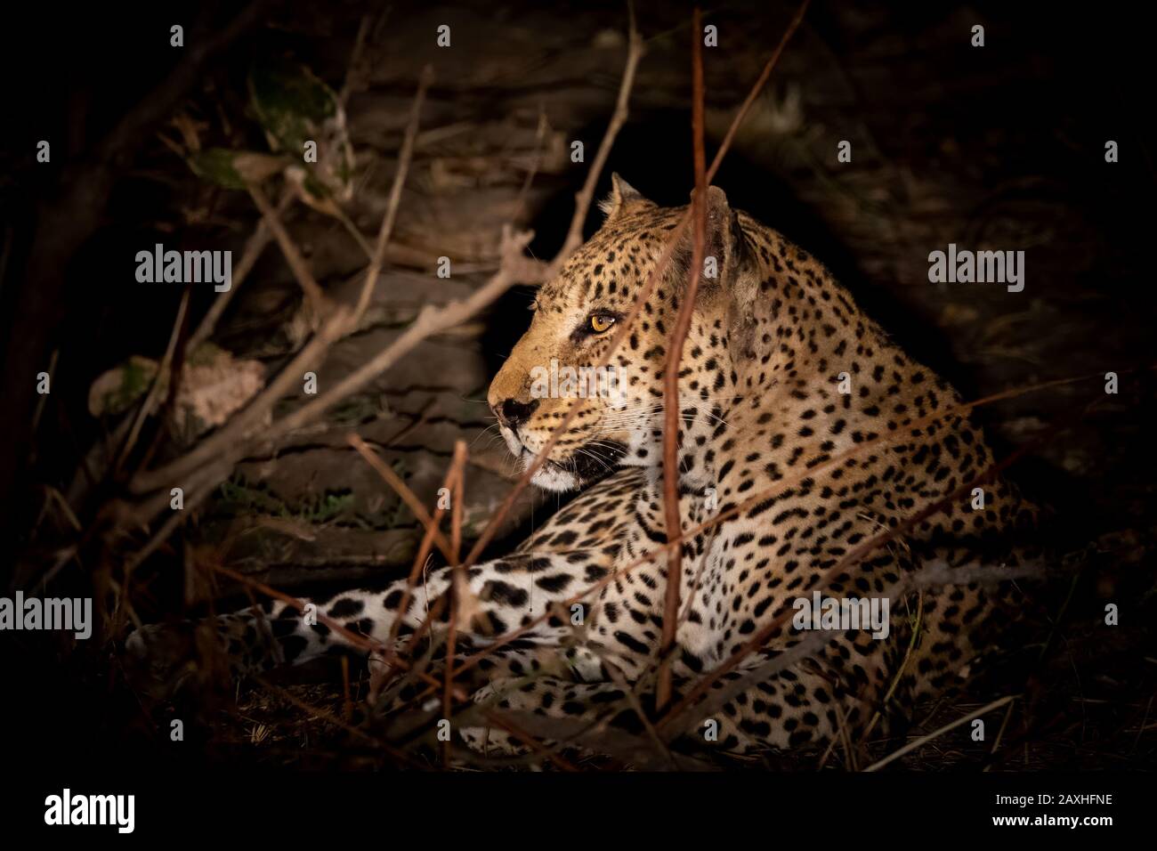 Leopard laid down during the night safari Stock Photo - Alamy