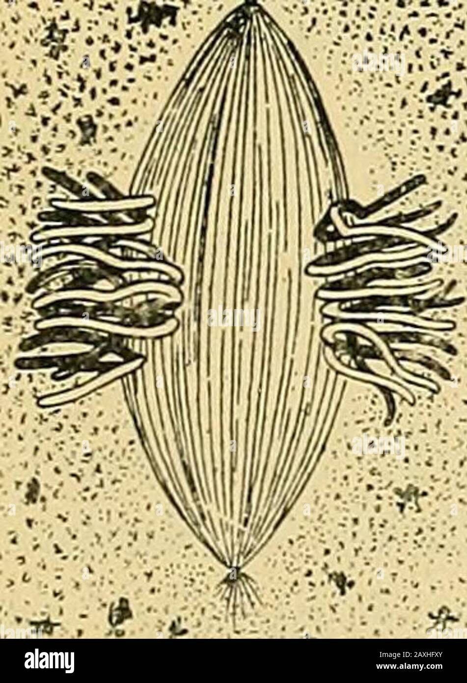 Pronuclei hi-res stock photography and images - Alamy