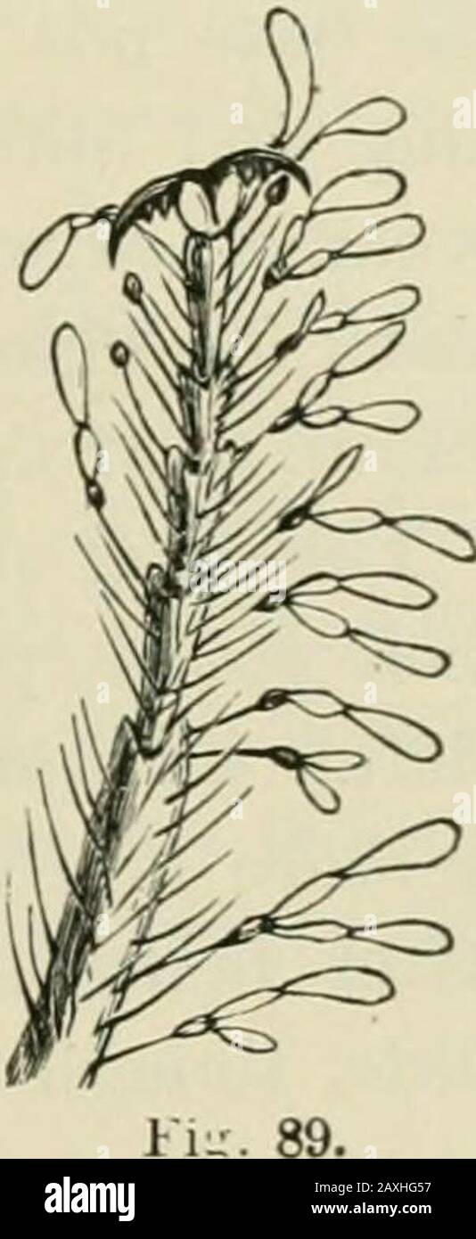 Slender claws adapted hi-res stock photography and images - Alamy