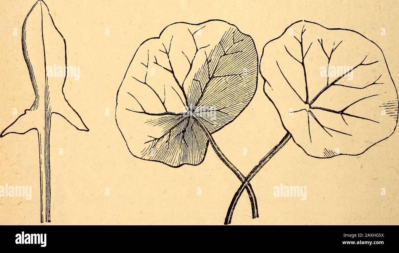 Hastate leaves hi-res stock photography and images - Alamy