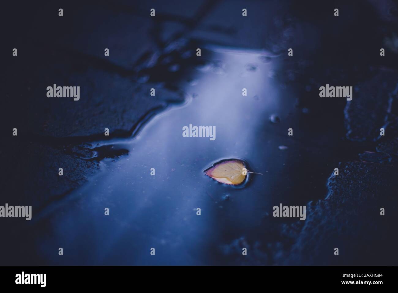 Dark blue puddle with yellow leaf in water Stock Photo - Alamy