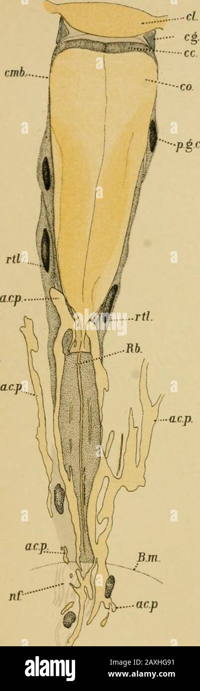 Papilla of optic nerve hi-res stock photography and images - Alamy