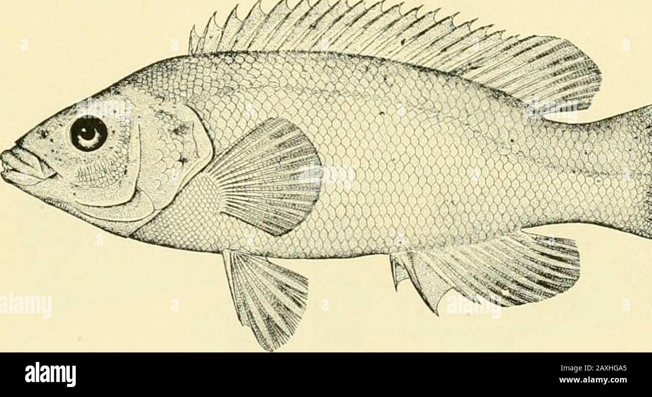 The food and game fishes of New York: . 595, 1900. Color bluish or ...