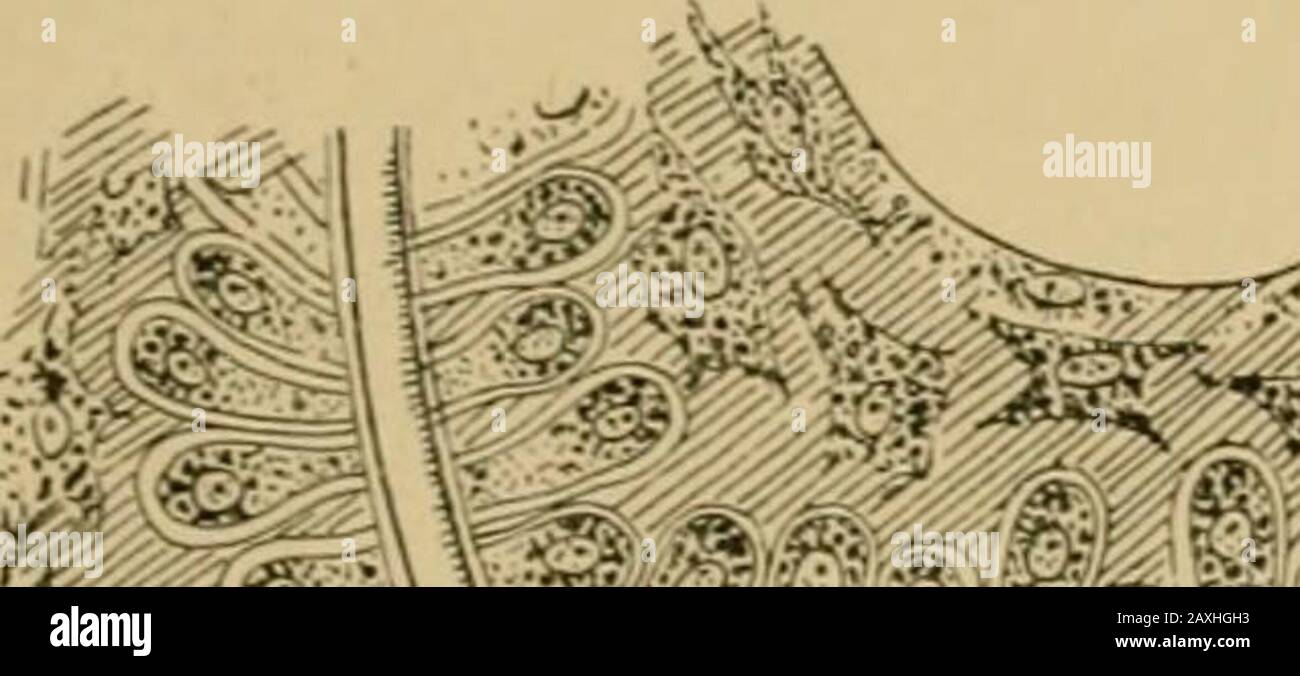 Porifera cells hi-res stock photography and images - Alamy