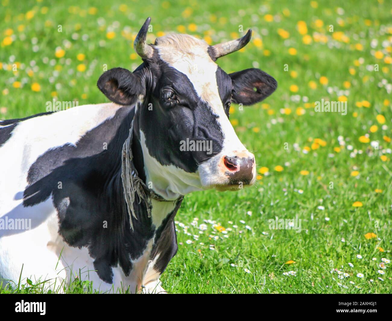 Freiburg cow hi-res stock photography and images - Alamy