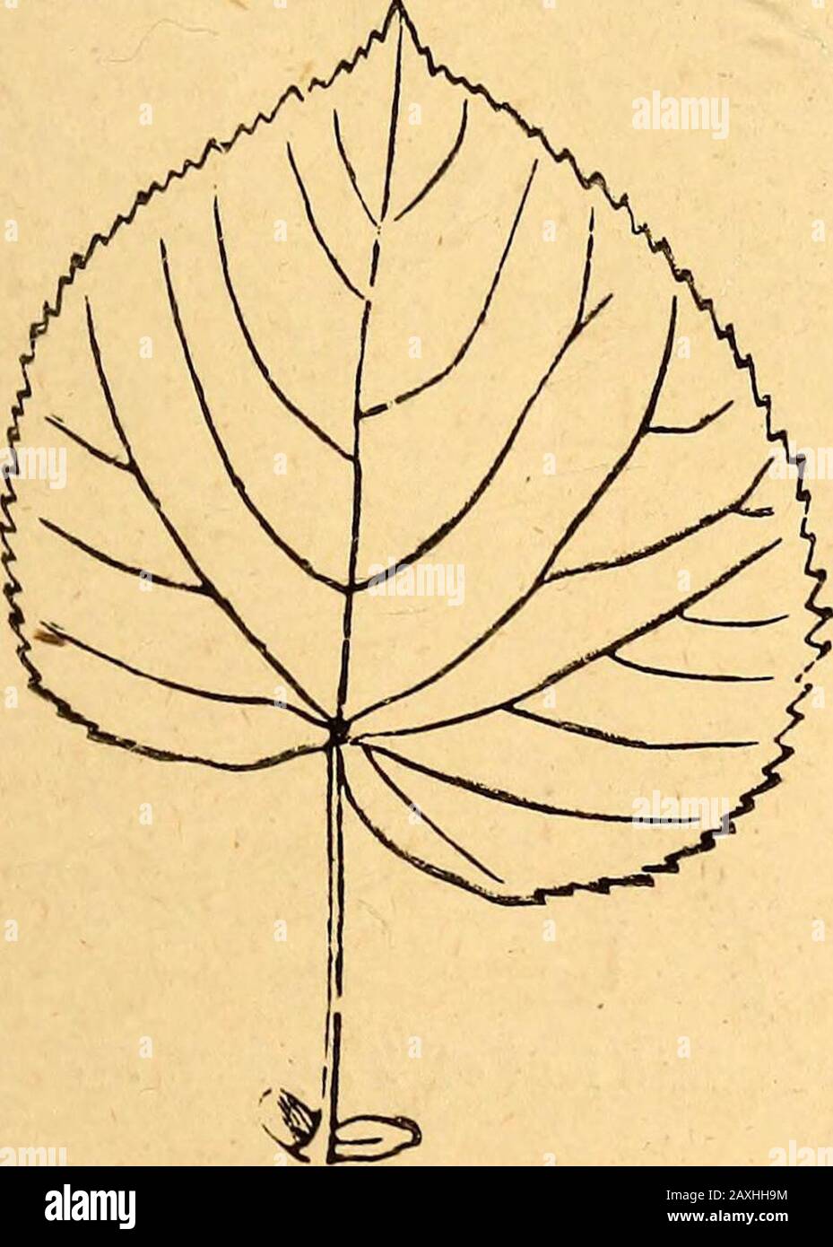 Stipules hi-res stock photography and images - Alamy