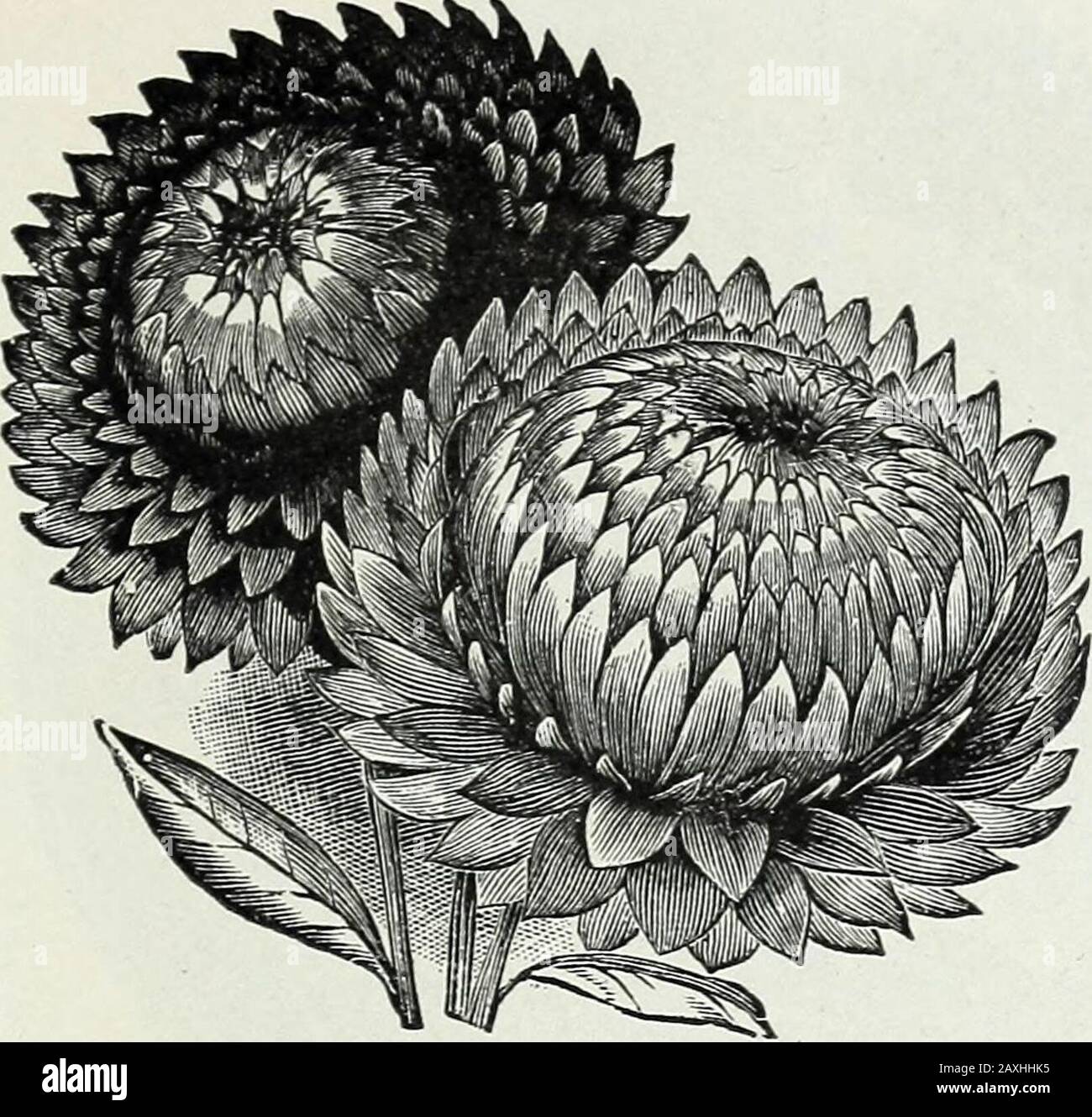 Flower seeds . HOLLYHOCK, PRIZE DOUBLE. The perfect doubleness of the ...