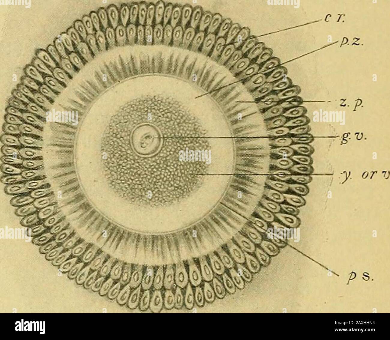 Human ovum corona radiata hi-res stock photography and images - Alamy