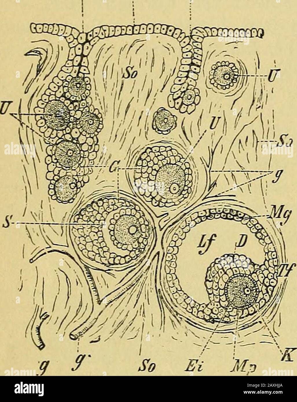 Follicular Epithelium