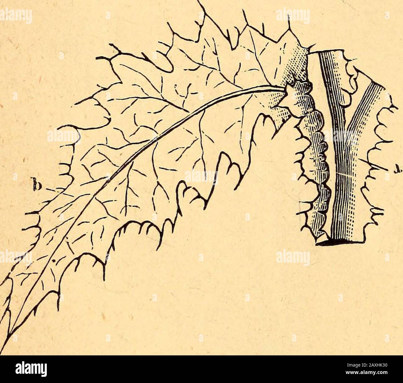 Decurrent leaf base hi-res stock photography and images - Alamy