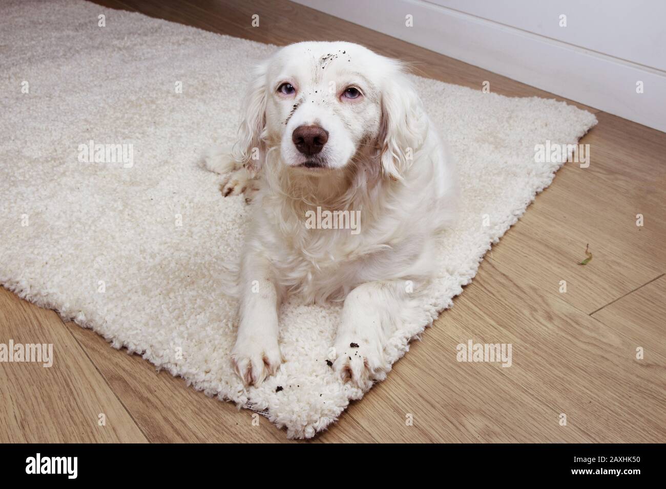 guilty dirty muddy dog lying down over a white carpet. Disobey concept ...