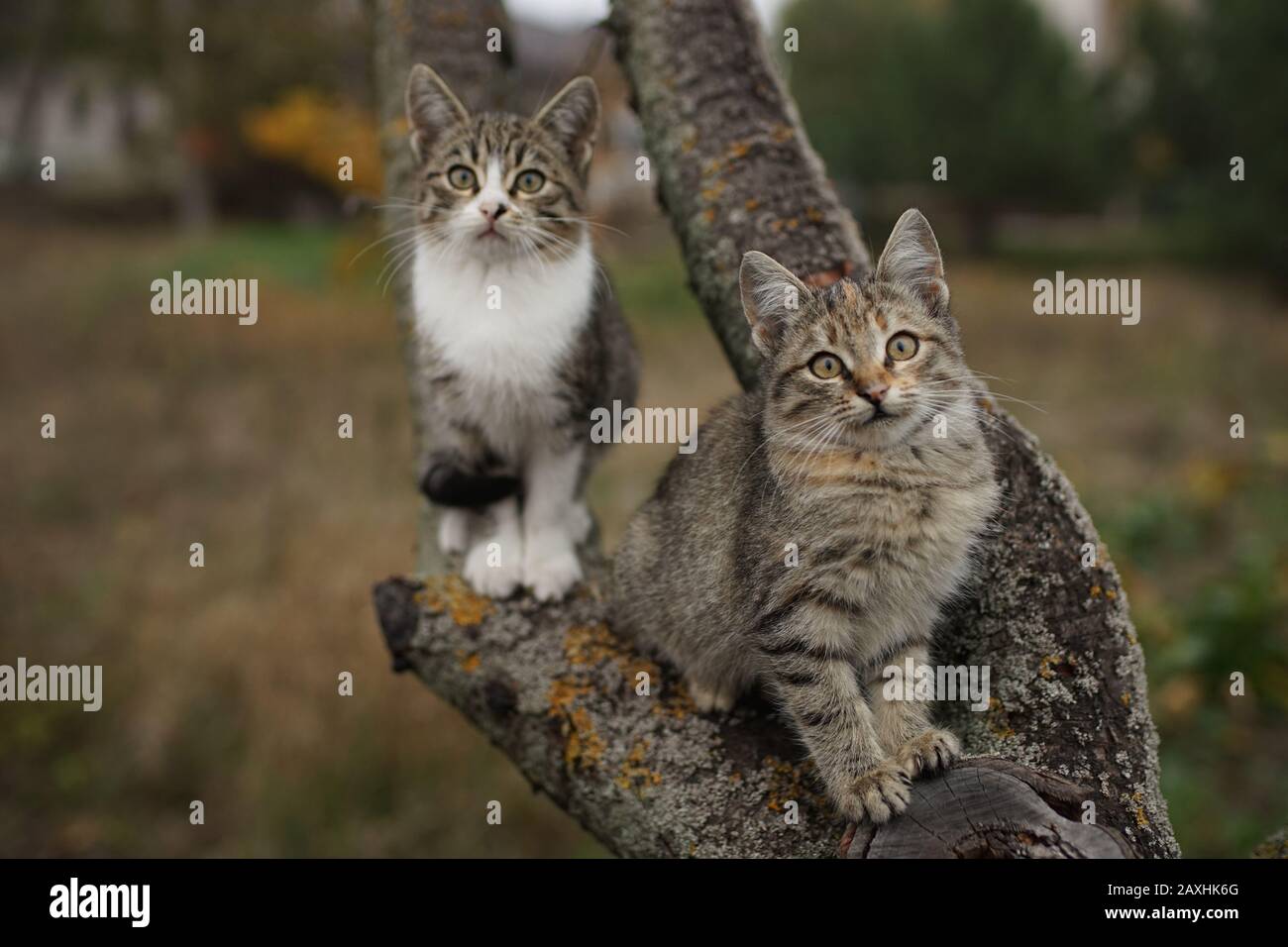Two cute kittens sitting on a tree branch. Lovely young cats in nature ...
