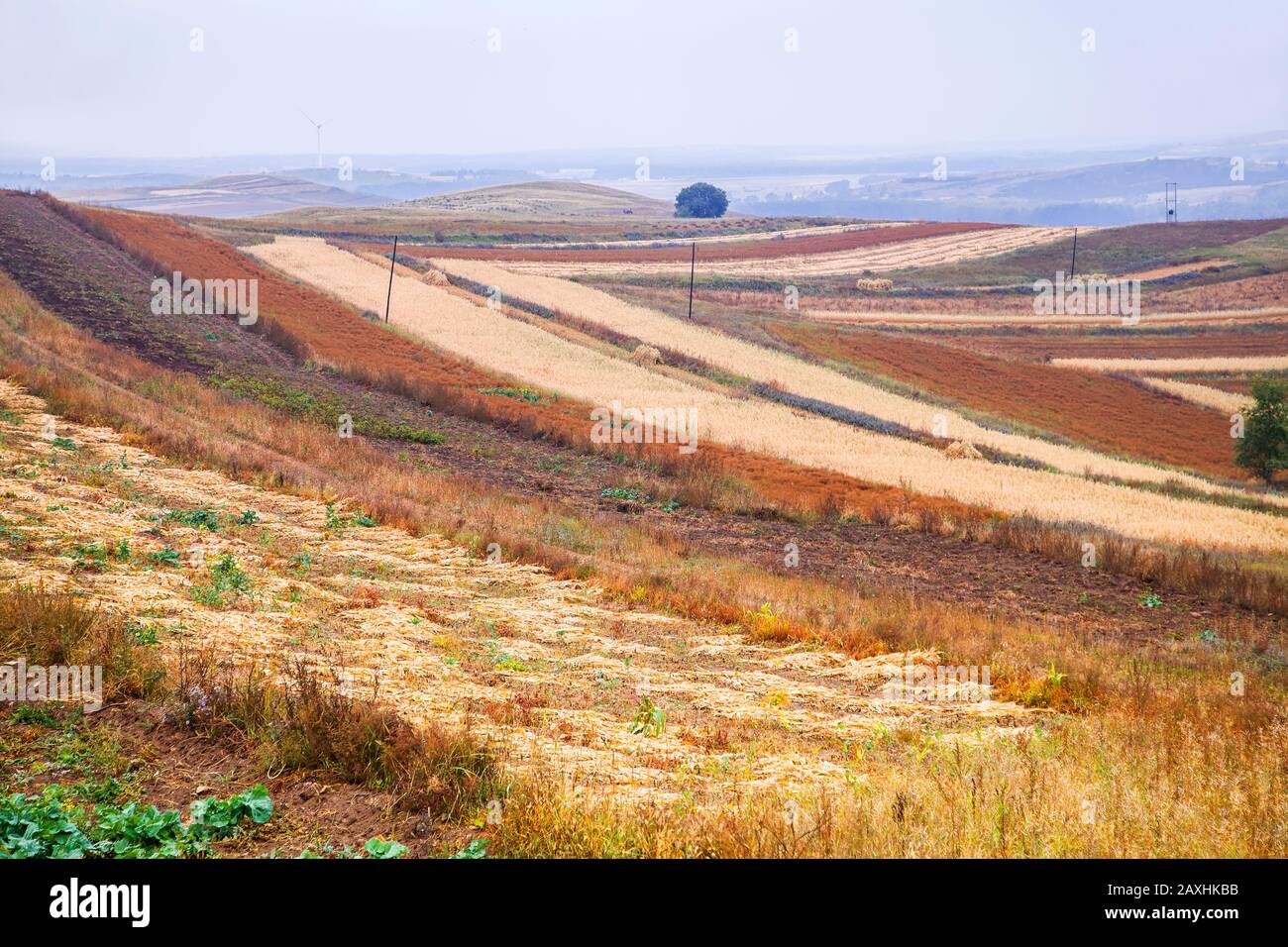 The terraced fields in autumn Stock Photo - Alamy