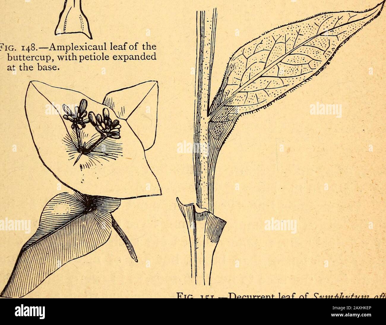 Decurrent leaf base hi-res stock photography and images - Alamy