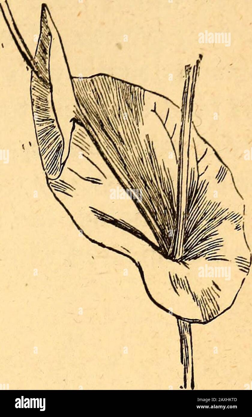 Text-book of structural and physiological botany . Fig. 149.—Perfoliate ...