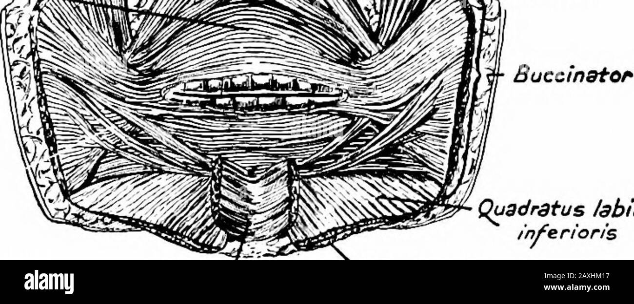 A manual of anatomy . as indicated by their names. Nerves.—All are ...