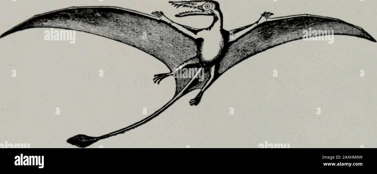 Pterodactyl's wing hi-res stock photography and images - Alamy
