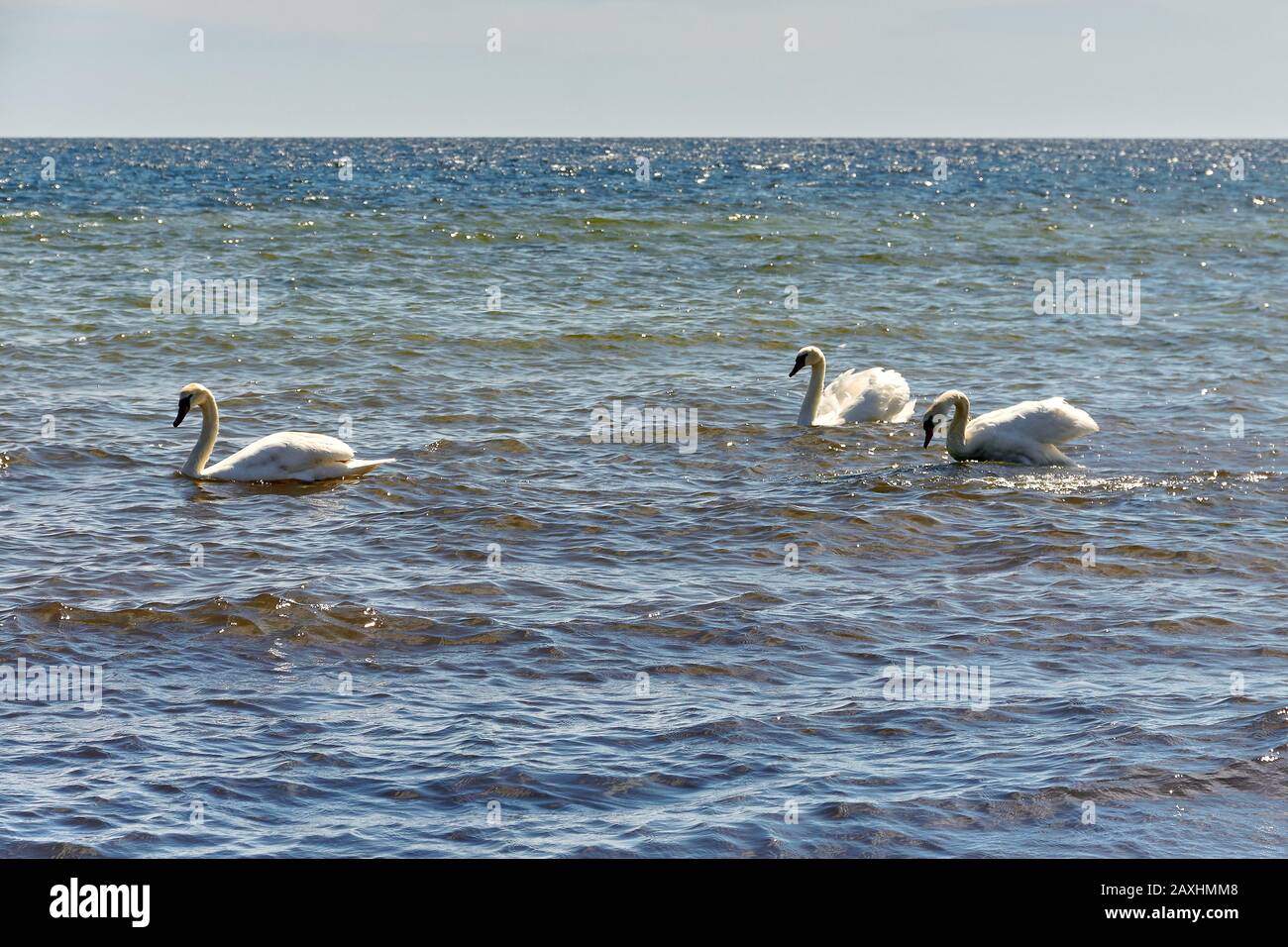Swans swimming in Baltic sea by coast of Bornholm island, Denmark Stock ...
