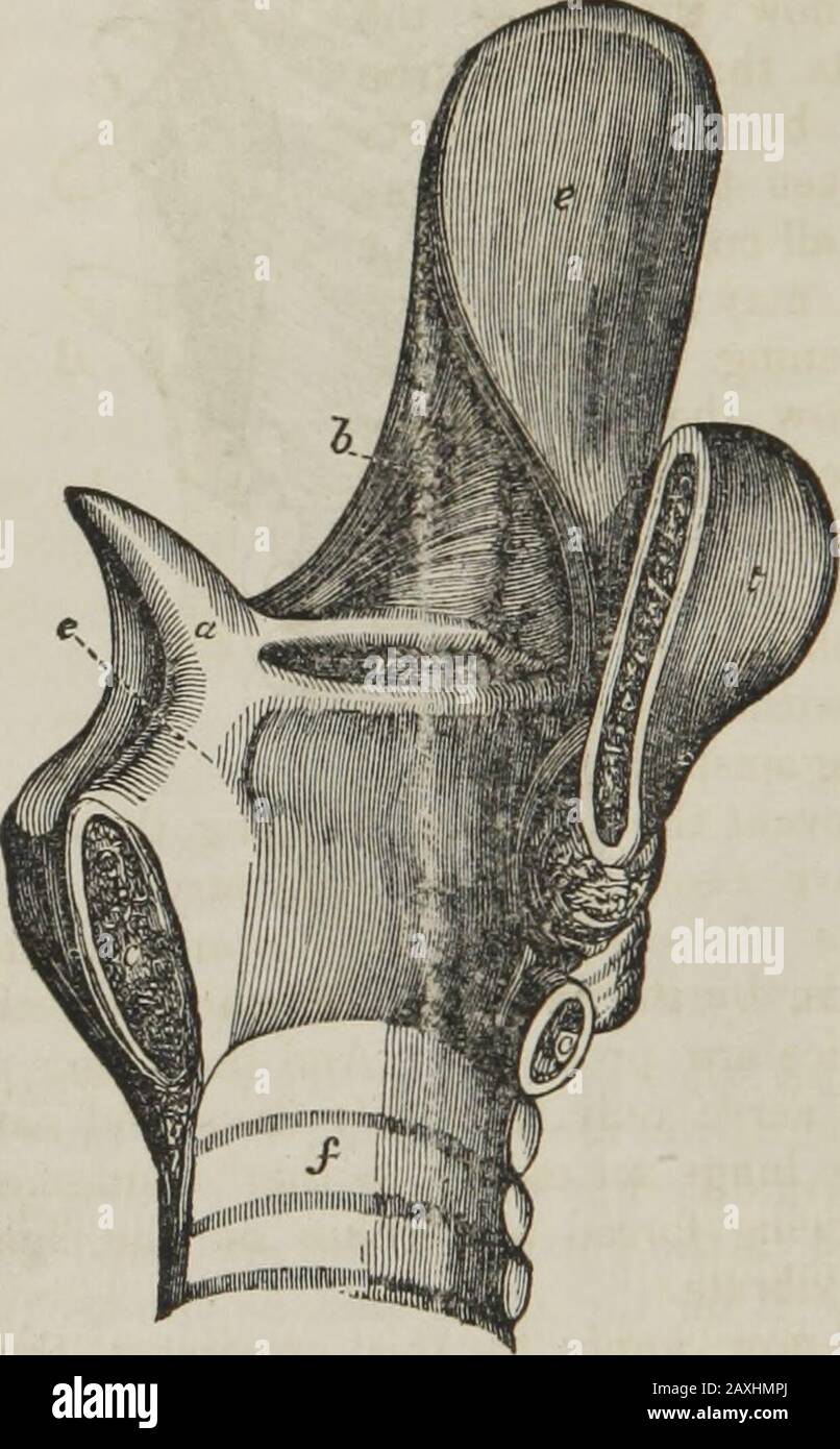 Arytenoid cartilages hi-res stock photography and images - Alamy