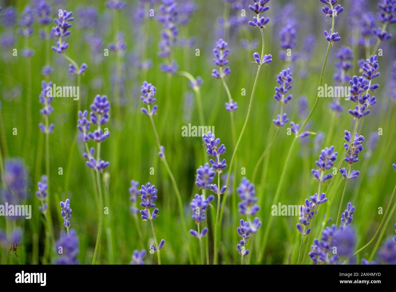 Wolds Way Lavender Farm, Malton, North Yorkshire Stock Photo - Alamy